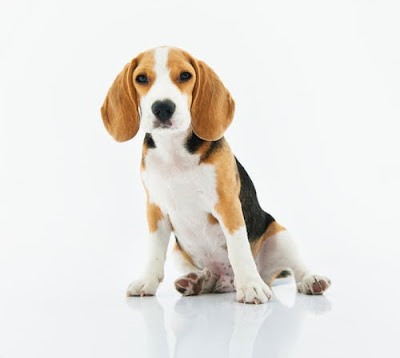 Termite Treatment and your Dog